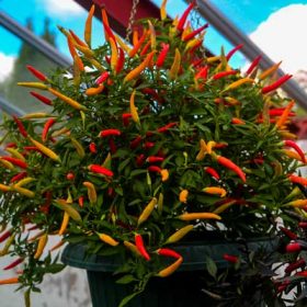 Apache F1 - Chilifrö | ChiliLovers.nu