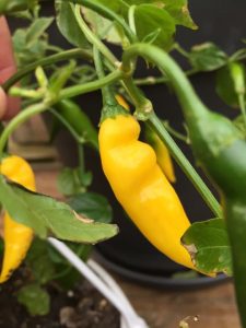 Lemon Drop - Chilifrö | ChiliLovers.nu