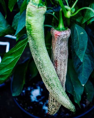 Elephant Pepper - Chilifrö | ChiliLovers.nu