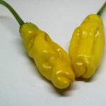 Elephant Pepper - Chilifrö | ChiliLovers.nu