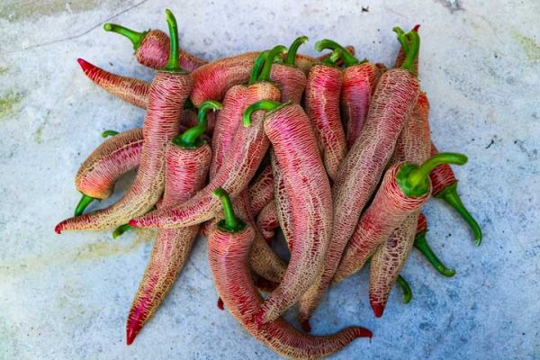 Elephant Pepper - Chilifrö | ChiliLovers.nu