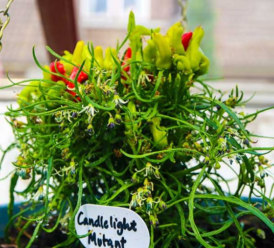 Candlelight Mutant | ChiliLovers.nu