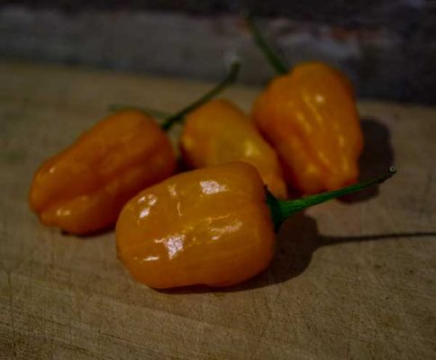 Aji Mango | ChiliLovers.nu